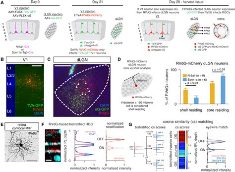 Parallel Pathways Carrying Direction And Orientation Selective Retinal Signals To Layer 4 Of The