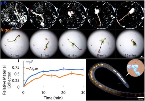 Collecting Gathering Biophysics Of The Blackworm L Variegatus Pmc