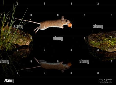 Yellow Necked Mouse Apodemus Flavicollis Jumping With Hazelnut Over Water Surface Mirror