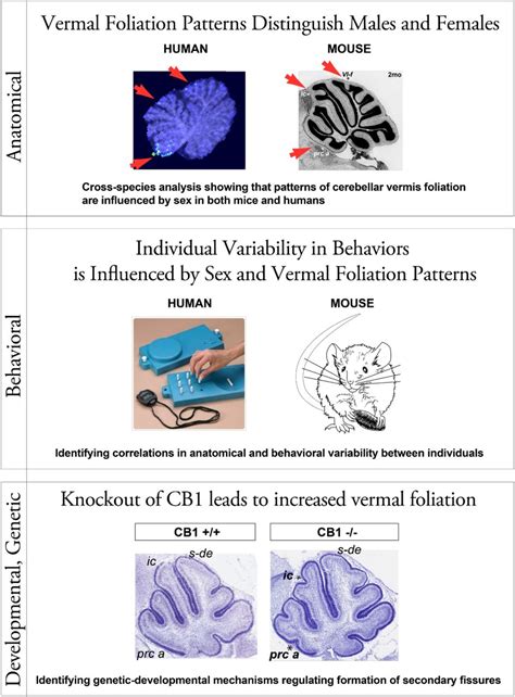 Deep Learning And Cross Species Analysis Identify The Influences Of Sex