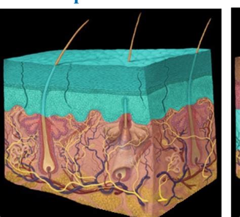 Integument Lab 4 Flashcards Quizlet