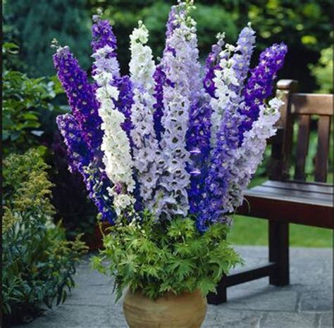 100 Pcs Organic Delphinium Flower Seeds Variety Free Shipping Worldwide