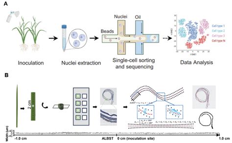 中国农业大学植物保护学院 新闻动态 【科研进展】刘俊团队利用单细胞及时空组测序技术揭示水稻细胞免疫图谱