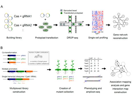 Review Crispr Screens In Plants Approaches Guidelines And Future