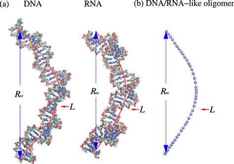 A Illustrations Of A Short B Form DNA Left And A Short A Form RNA Download Scientific