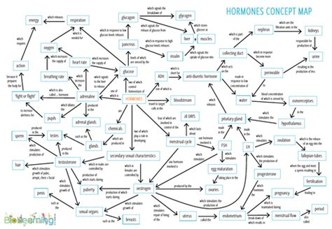Human Hormones Concept Map Ks4 Teaching Resources
