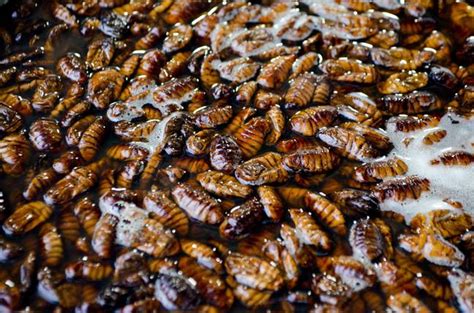 2022 South Korean Floods Video Shows Tidal Wave Of Cockroaches
