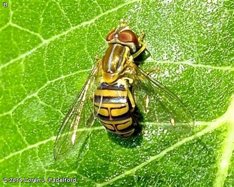 Corn Feeding Flower Fly Fontenelle Forest Nature Search Fontenelle Forest Nature Search