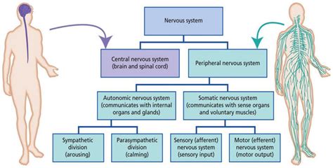 1 The Central Nervous System CNS And Peripheral Nervous System