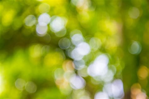 Premium Photo Bokeh Tree Premium Photo Bokeh Tree