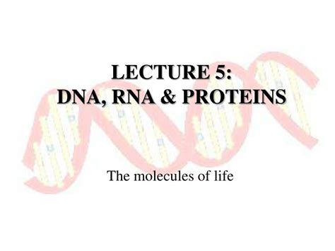 PPT LECTURE DNA RNA PROTEINS PowerPoint Presentation Free Download ID