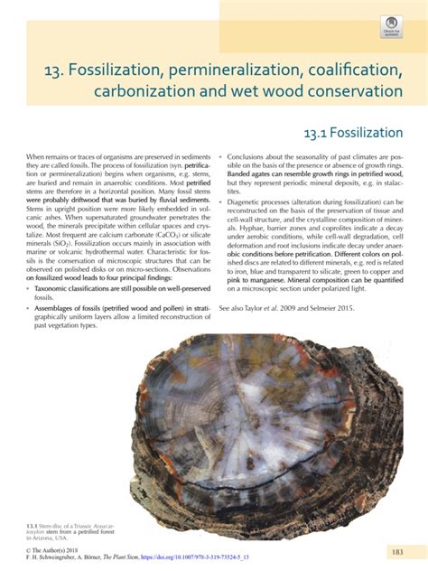 Fossilization Permineralization Ƥ Ǡ Carbonization And Wet Wood Conservation Download Free
