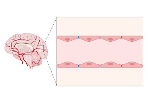 Brain Artery Callout Layout BioRender Science Templates