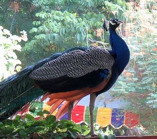 Amazing Peacock Photos Arunachala Birds