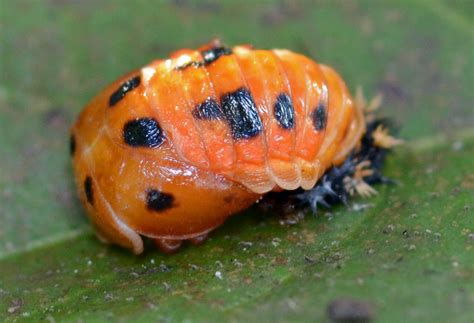 Ladybug Life Cycle Benweb 32