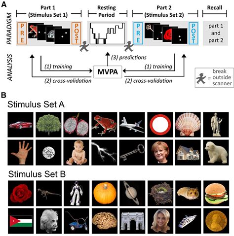 Memory Consolidation By Replay Of Stimulus Specific Neural Activity