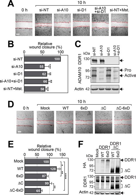 Ddr1 Ectodomain Shedding Is Required For Efficient Cell Migration On A