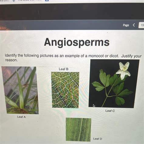 Angiosperm Monocot Examples