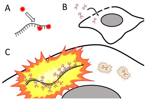 Technologies Enabling Single Molecule Super Resolution Imaging Of Mrna Encyclopedia Mdpi