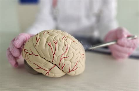 Model Of A Human Brain Used In Educational Anatomy Lessons In A