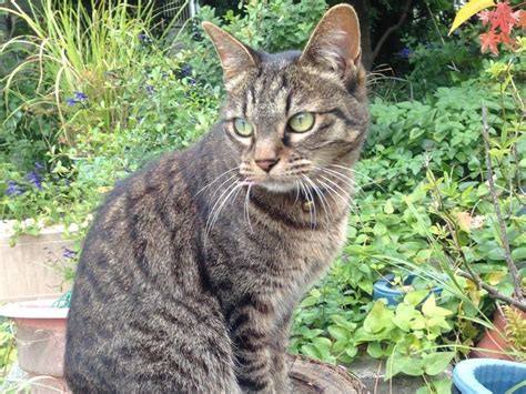 ピンクの首輪のキジトラ猫を探してます