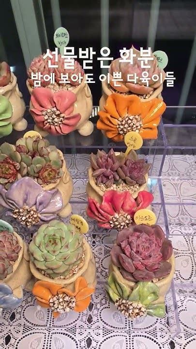 다육이 하늬바람다육 님께서 직접 만드신 수제 화분선물 받은화분코사지 화분 분갈이 베란다 다육이랑행복한하루임영웅 사랑해요그대를 Youtube