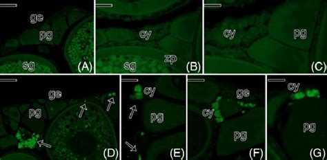 Immunofluorescence For Cell Death By Apoptosis In The Germinal