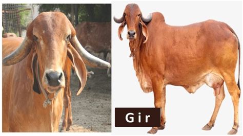 20 Indian Cattle Breeds Types Of Cows In India