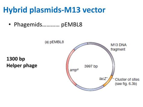 Ppt Vectors Powerpoint Presentation Free Download Id 2263759