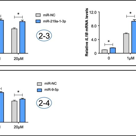 Verification Of Mirnamrna Belonging To Pattern 1 1 And 1 2 Using Download Scientific Diagram
