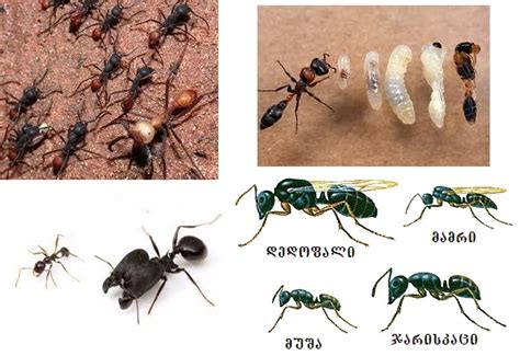 ჭიანჭველები