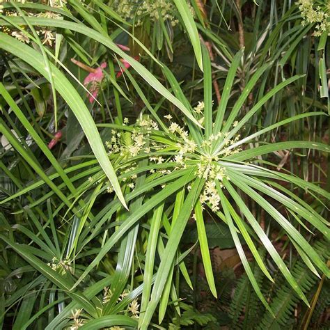 Cypriol Oil – Moksha Lifestyle Products