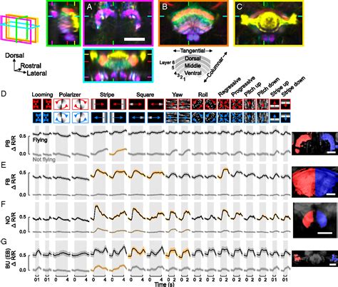 Figure 1 From Functional Divisions For Visual Processing In The Central Brain Of Flying