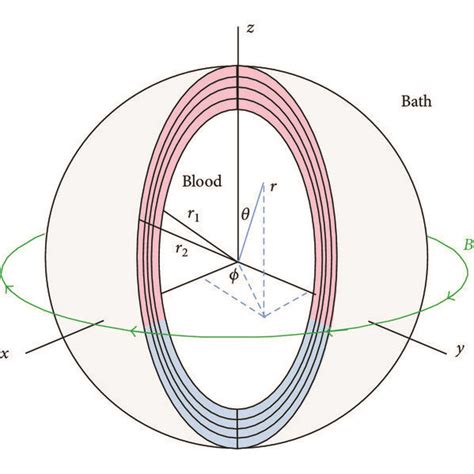The Model Of A Spherical Heart Part Of The Spherical Shell Has Been Download Scientific