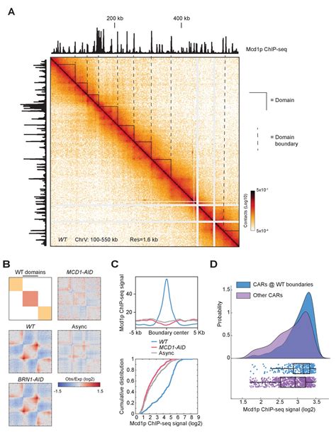 Cohesin Residency Determines Chromatin Loop Patterns Elife