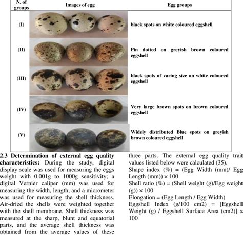Egg Distribution According To Spots And Shell Colures In Three Lines Of Download Scientific