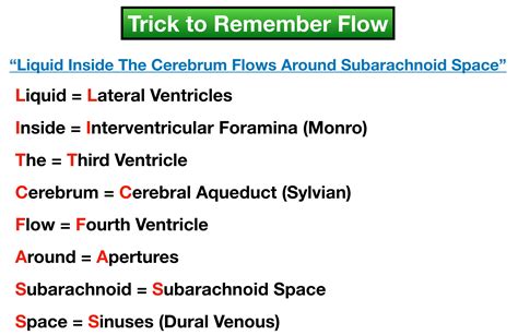 Cerebrospinal Fluid Pathway