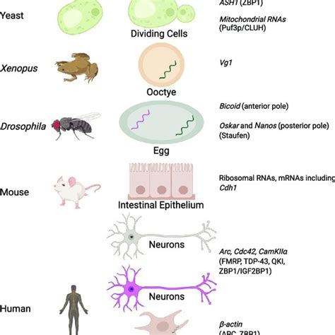 Techniques To Study Rna Localization Download Scientific Diagram