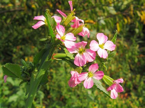 Редька посевная - Raphanus sativus - ORGANICLAWN