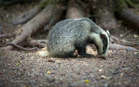 What Is The Theory Of Optimal Foraging