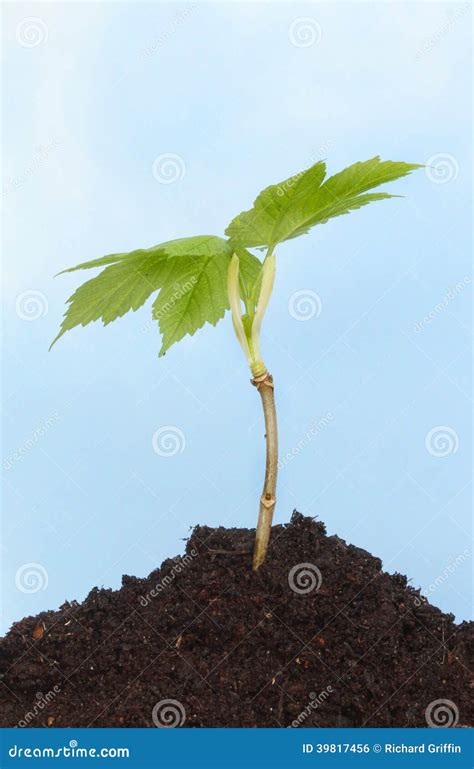 Sapling Of A Tree Stock Image CartoonDealer Com 65536123