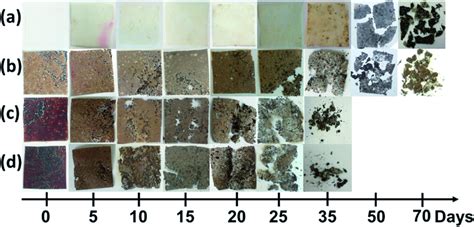 Photos Of A Pbs B 20 Wt C 40 Wt And D 60 Wt Films During Download Scientific