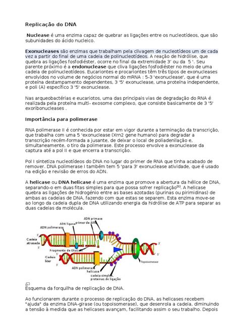 Replicação Do Dna Replicação De Dna Ácidos Nucleicos