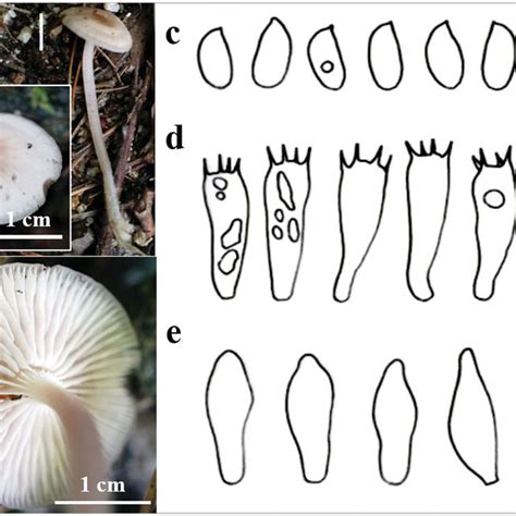 The Basidiocarp Surface A And B And Microscopic Features C E Of