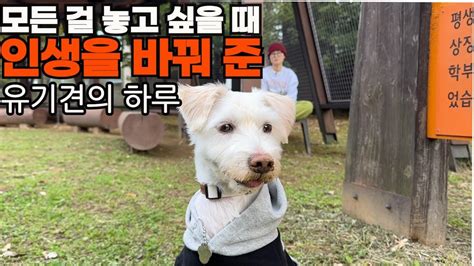 얘가 없으면 저도 사라지지 않을까요” 모든 걸 놓고 싶을 때 모든 걸 바꿔 준 유기견 ㅣ 포인핸드 ㅣ 반려견 ㅣ 강아지일상 ㅣ 강아지훈련 ㅣ 유기견 입양 Youtube