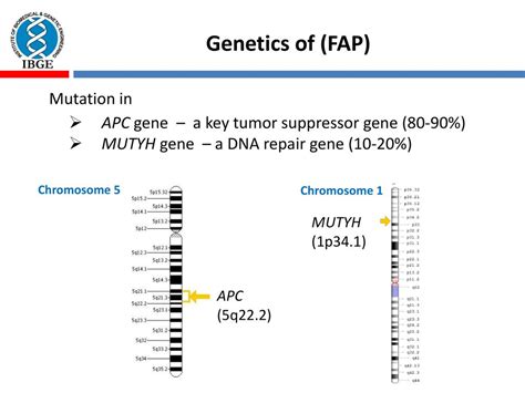 Institute Of Biomedical And Genetic Engineering Ibge Ppt Download