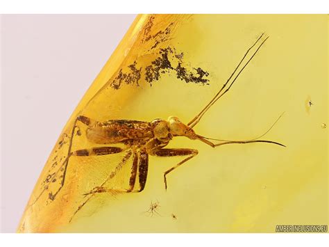 Nice True Bug Heteroptera Miridae Fossil Inclusion In Baltic Amber