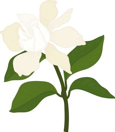 White Gardenia Flower Hand Drawn Illustration 9888766 Png