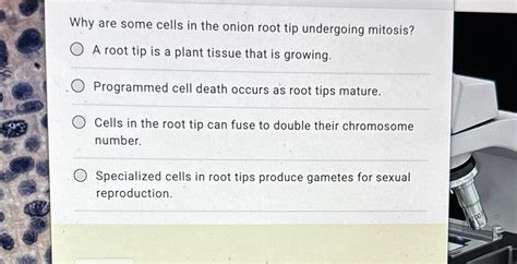 Solved Why Are Some Cells In The Onion Root Tip Undergoing Chegg Com