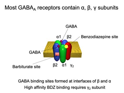 19 Benzodiazepines And Barbiturates Flashcards Quizlet